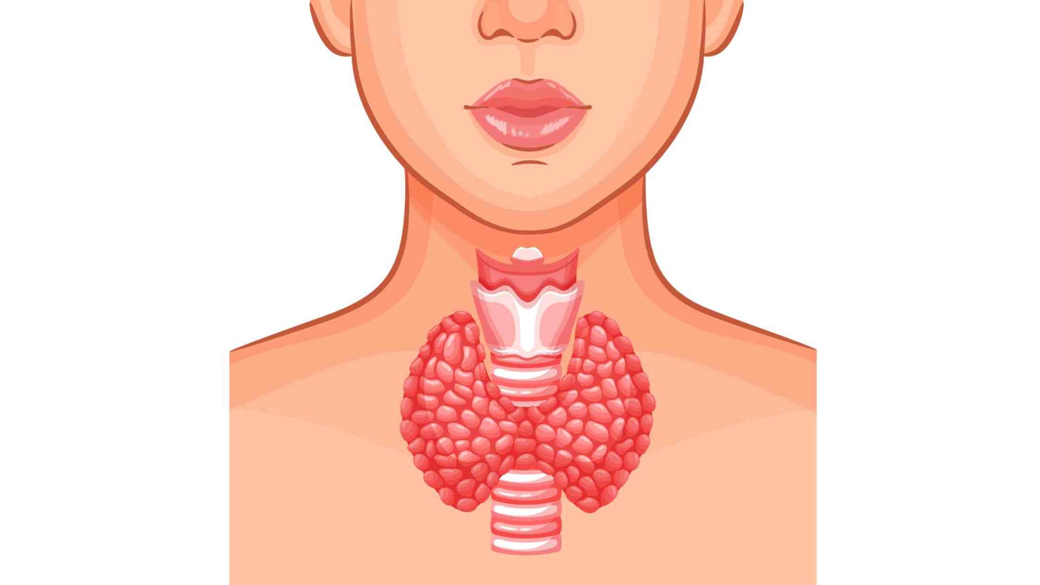 Echographie de la thyroïde : les principales pathologies
